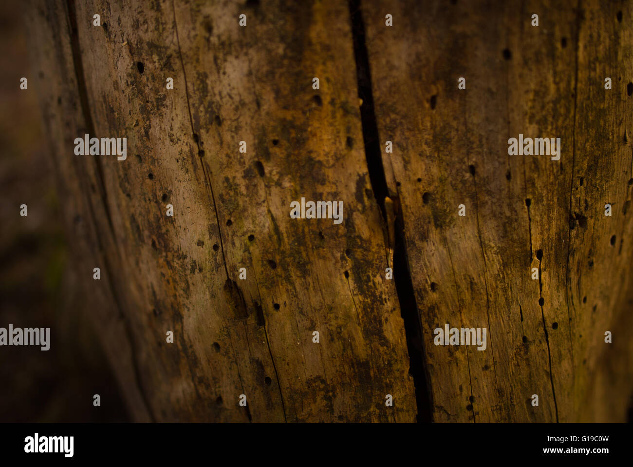 Aged tree bark close up Stock Photo - Alamy