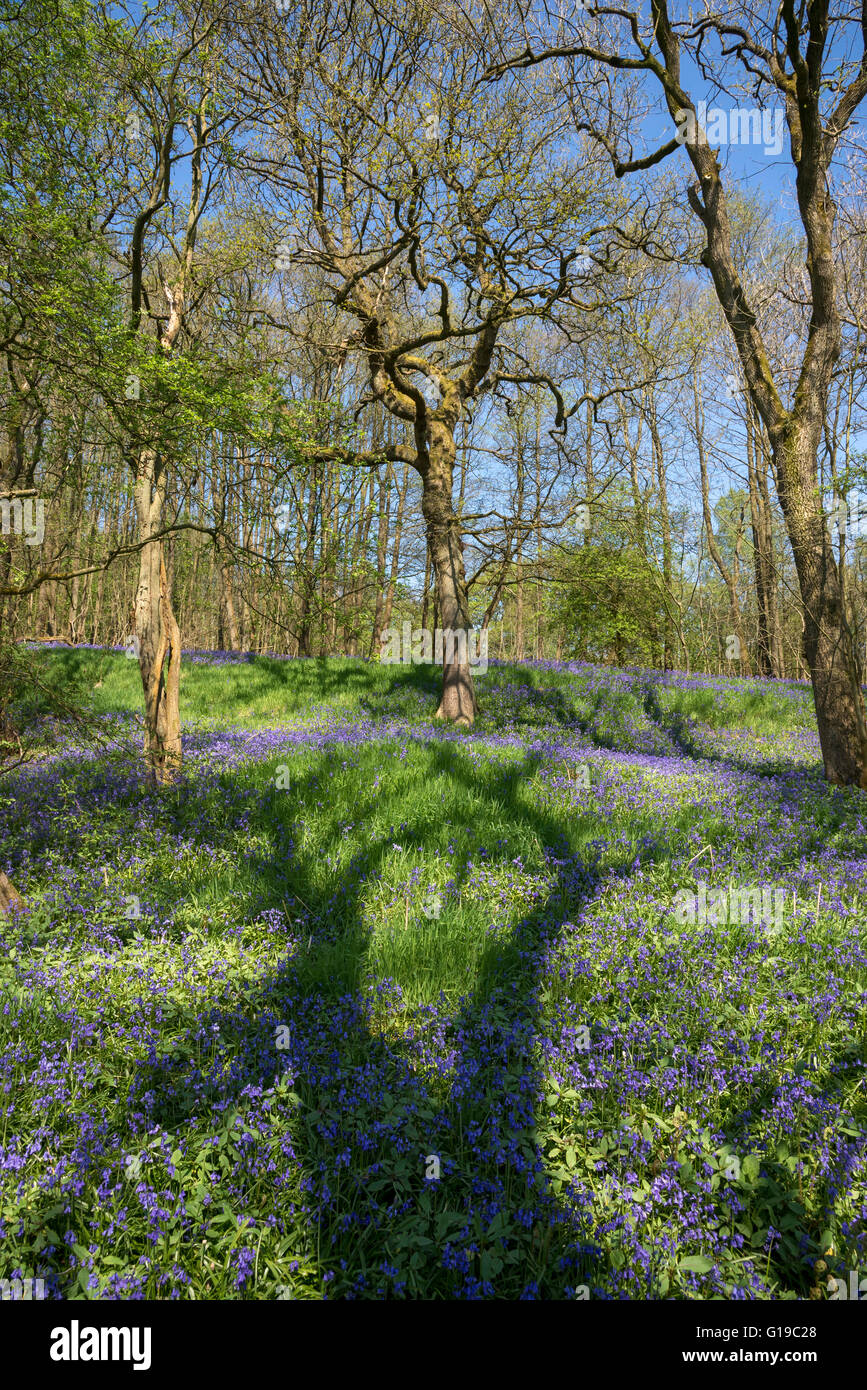 Carpet shadows hi-res stock photography and images - Alamy