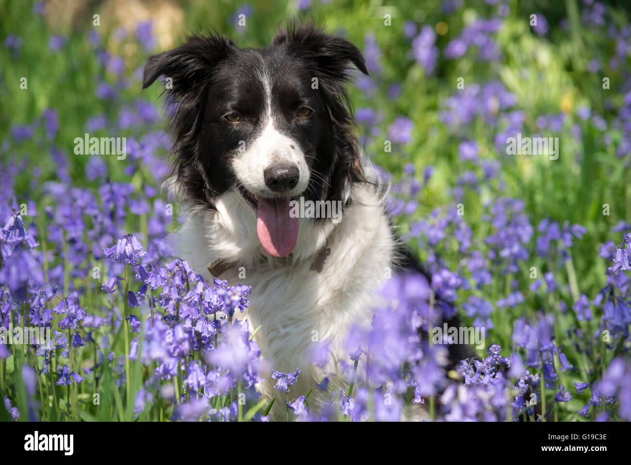A beautiful Border Collie in a patch of bluebells in lovely spring ...