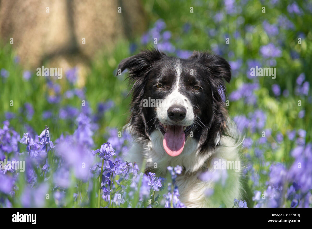 A beautiful Border Collie in a patch of bluebells in lovely spring ...