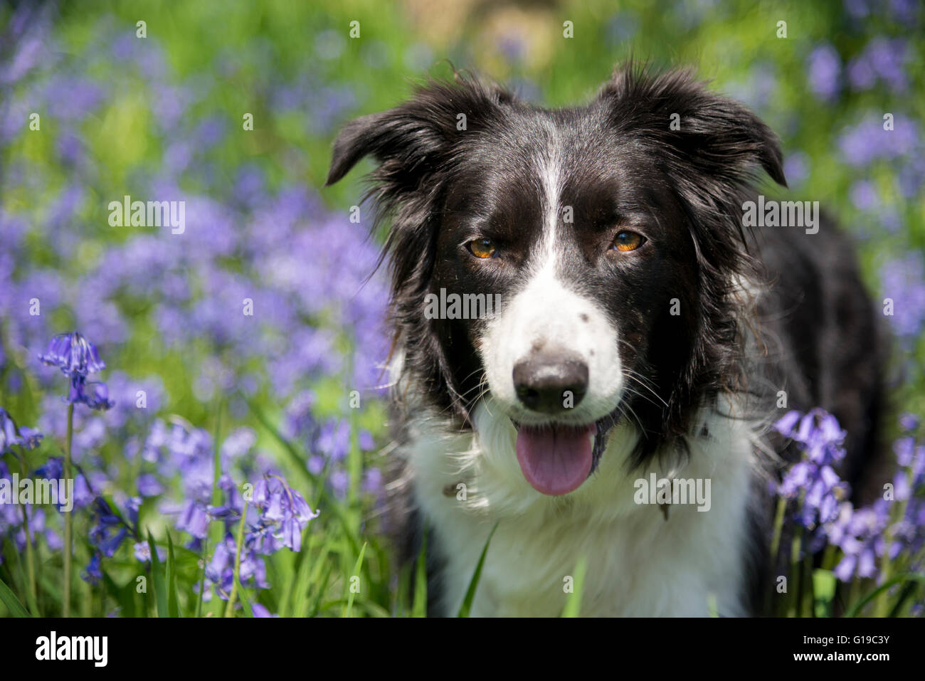 A beautiful Border Collie in a patch of bluebells in lovely spring ...