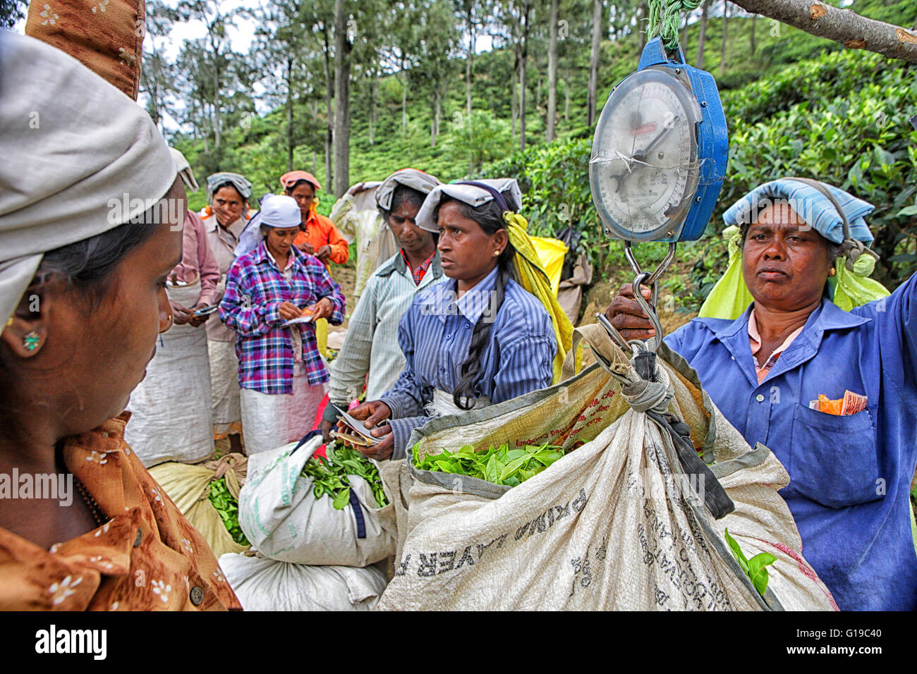 Tea harvest hi-res stock photography and images - Alamy