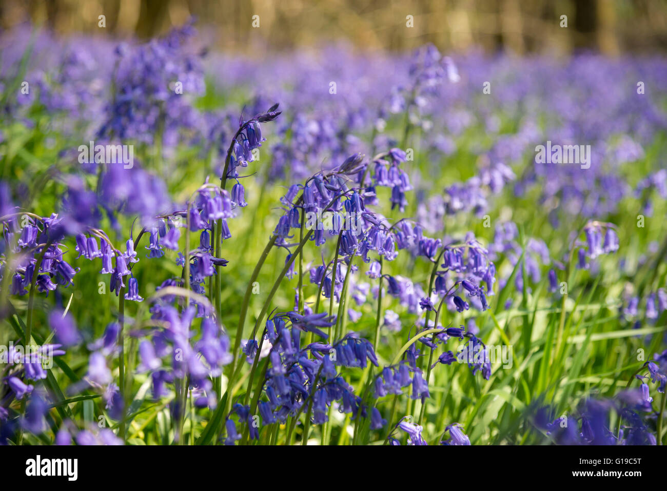 Low angle of English bluebells in spring sunshine in an English ...