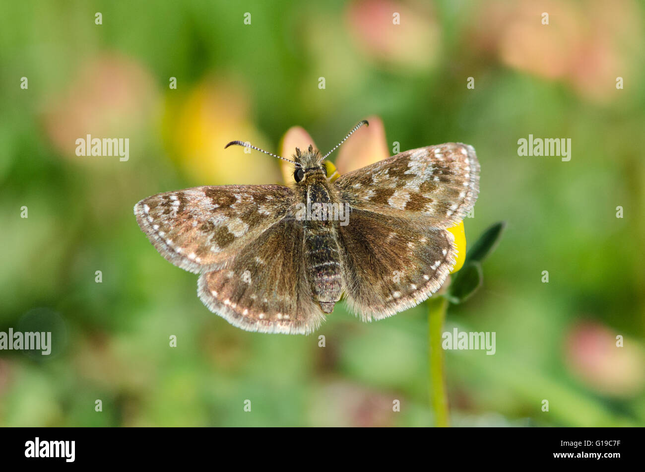 Dingy butterfly hi-res stock photography and images - Alamy
