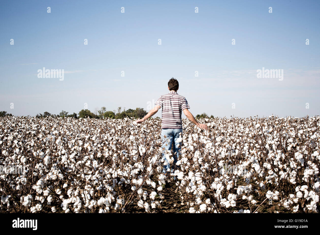 A man in jeans walks through a cotton field on a sunny day Stock Photo ...