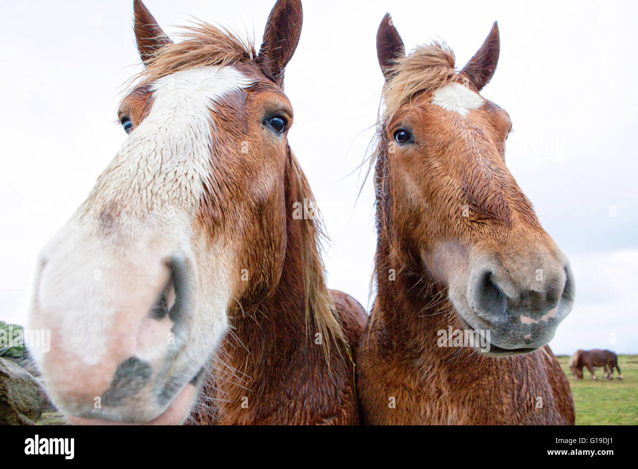 Battered animal hi-res stock photography and images - Alamy