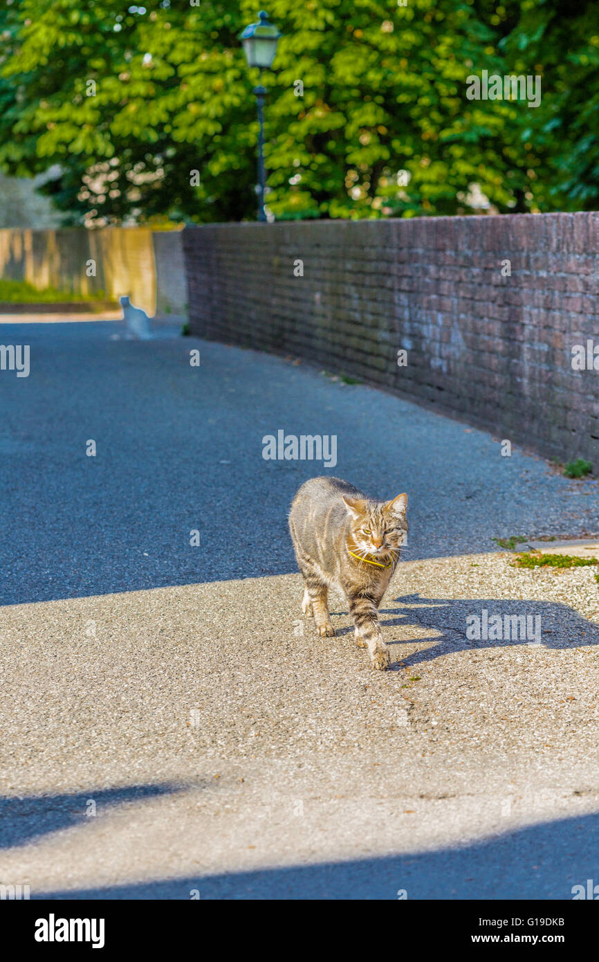 Alley of the cats hi-res stock photography and images - Alamy