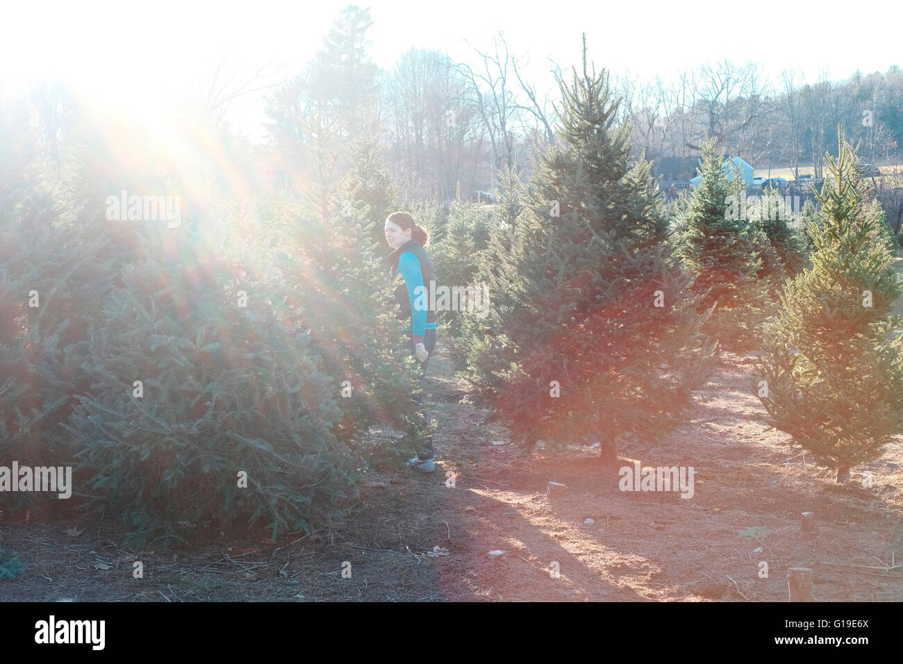 christmas tree farm Stock Photo - Alamy
