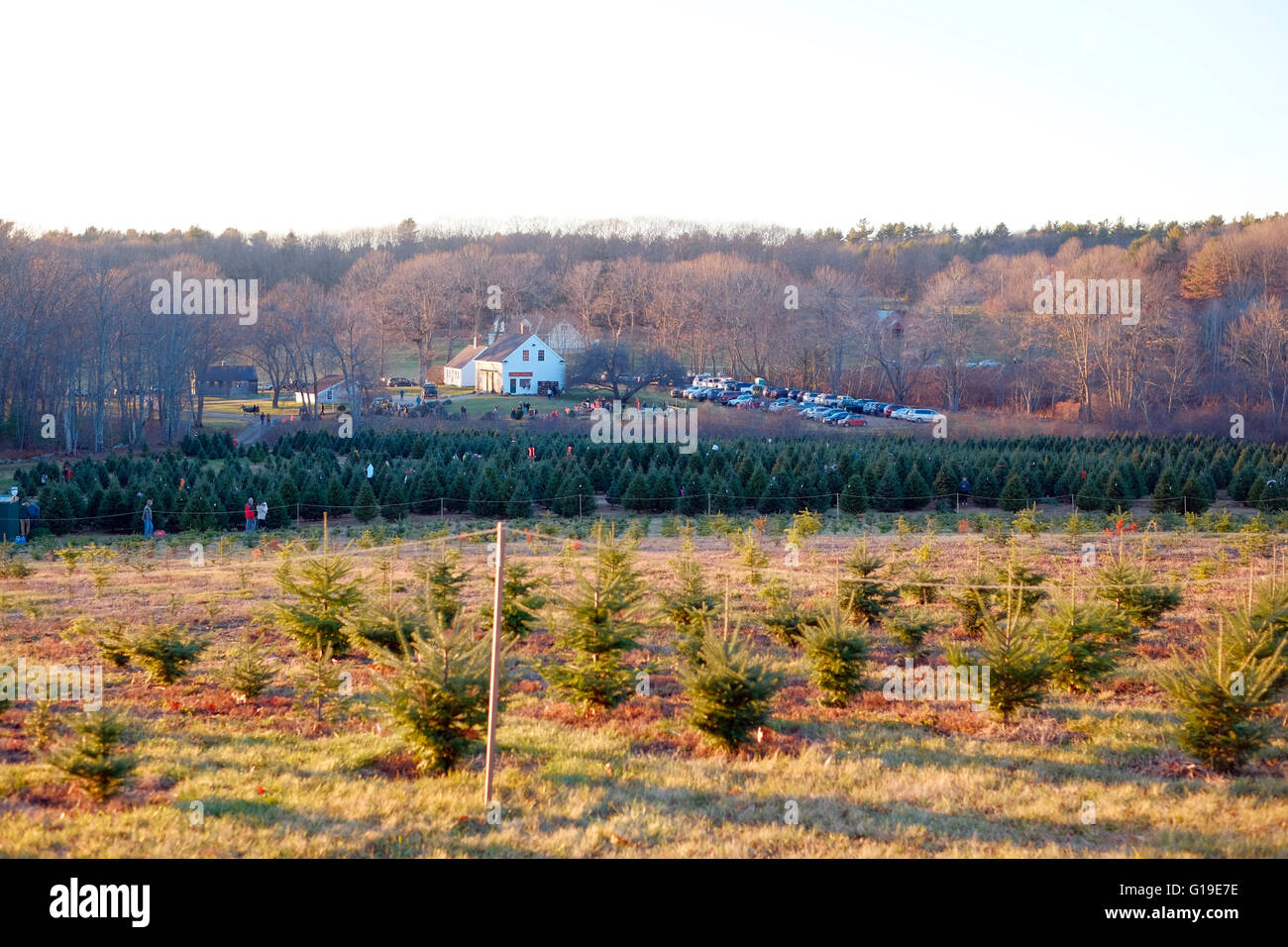 christmas tree farm Stock Photo - Alamy