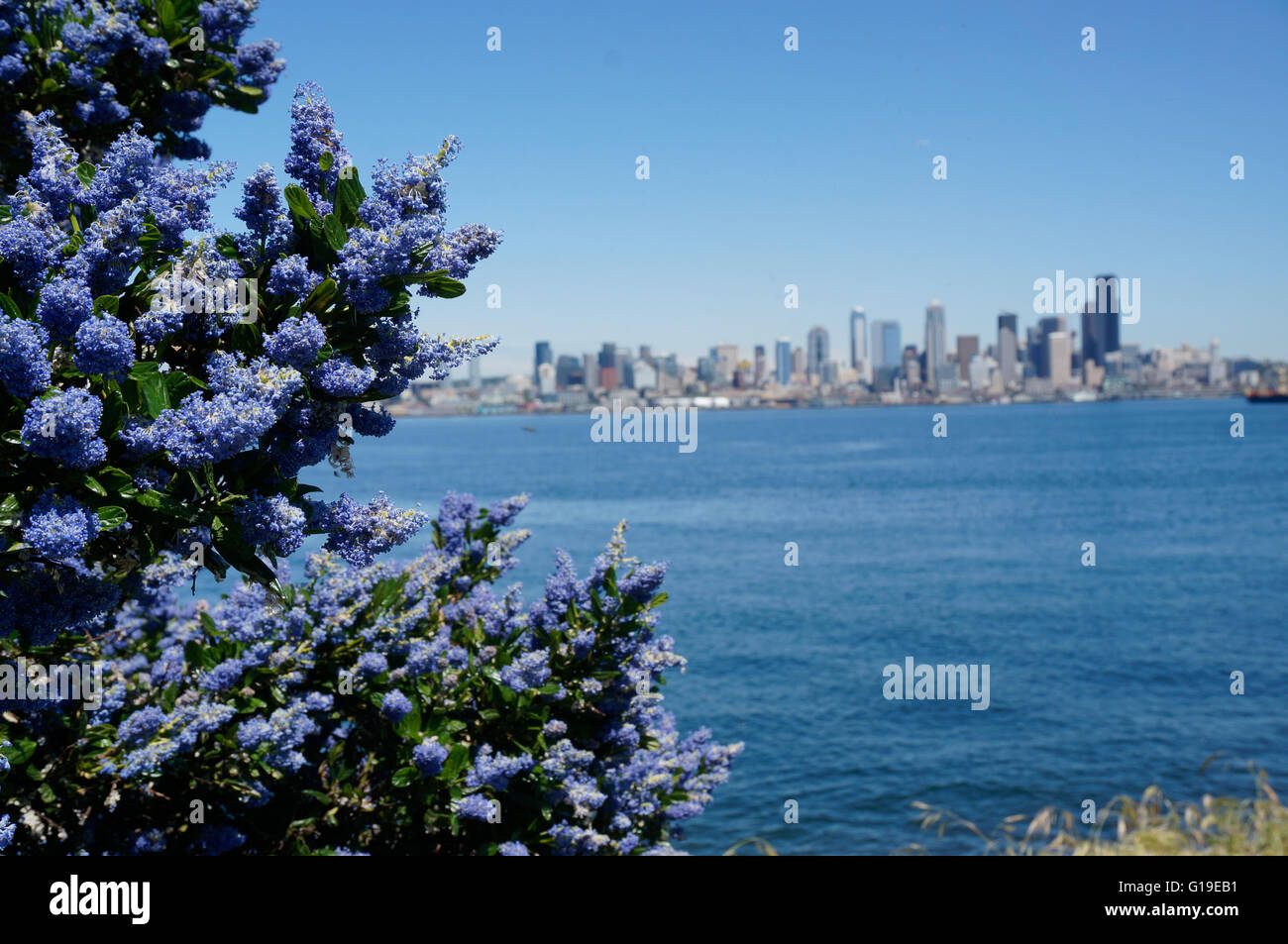 Ceanothus puget blue hi-res stock photography and images - Alamy