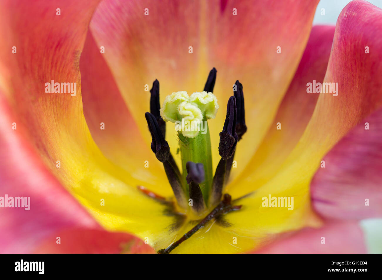 Macro flower colored petal bloom pistil background Stock Photo - Alamy