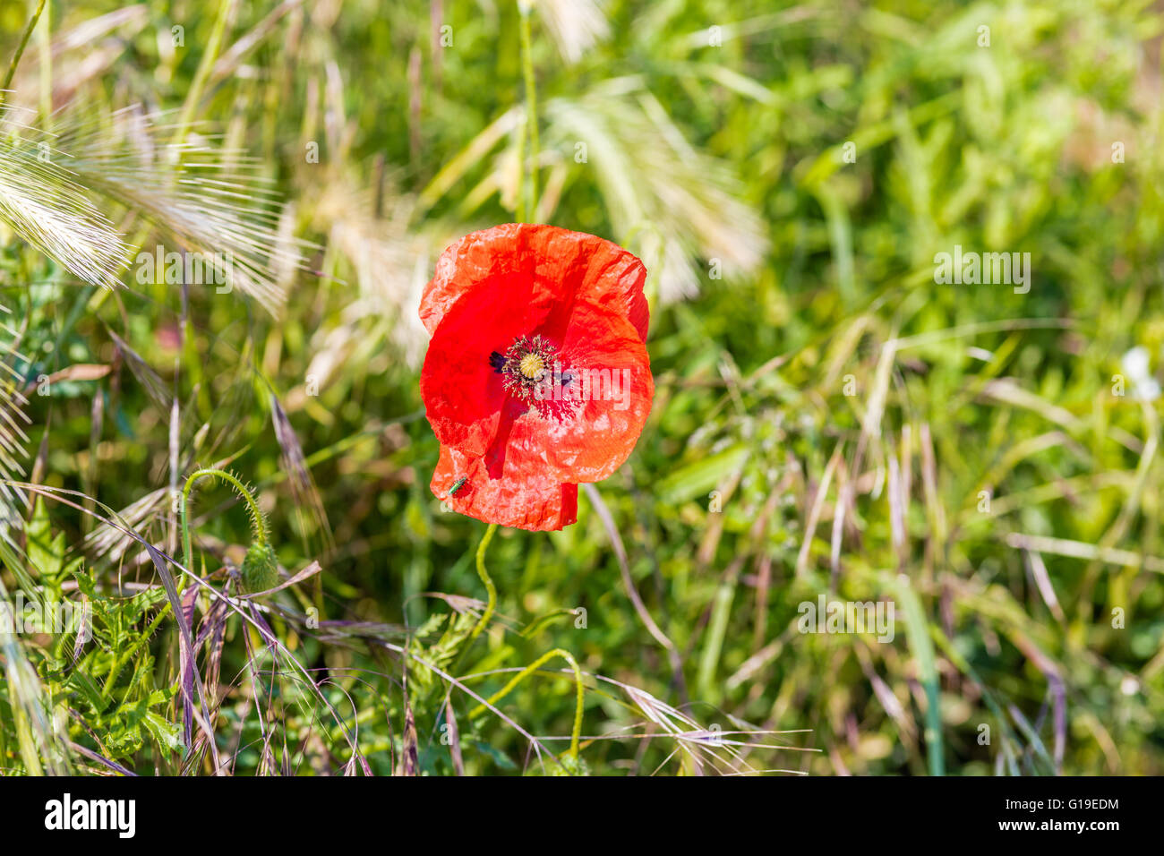red poppy in green field Stock Photo - Alamy
