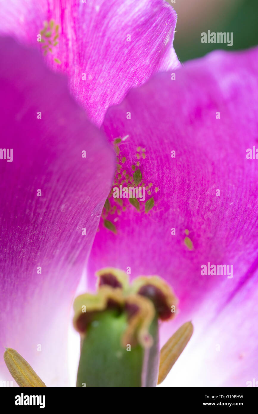 Green aphids on Flower tulip purple pest Stock Photo - Alamy