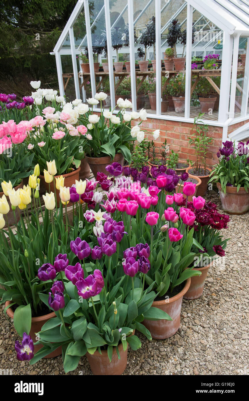 Tulip display garden hi-res stock photography and images - Alamy