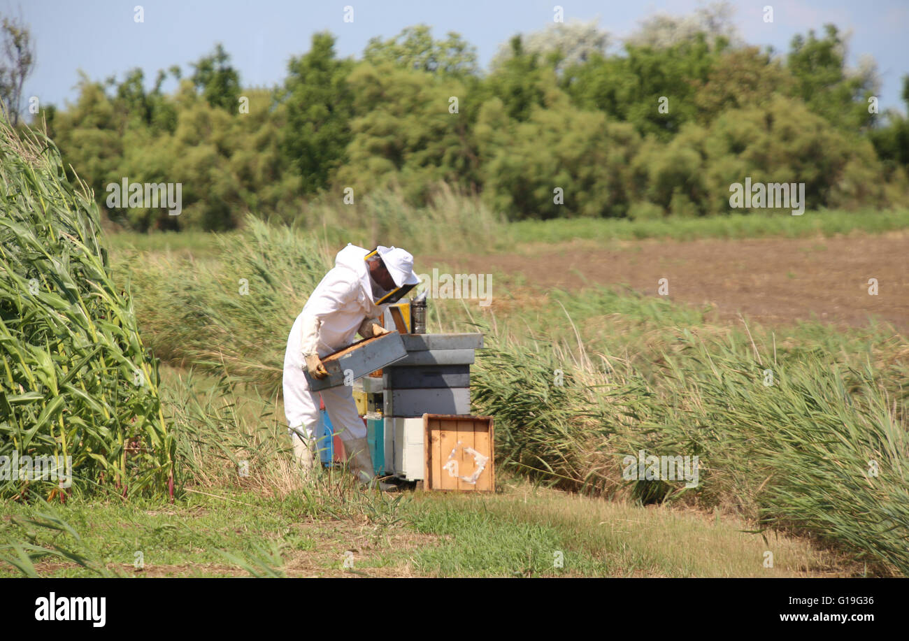 beekeeper with protective suit harvesting honey Stock Photo - Alamy beekeeper with protective suit harvesting honey Stock Photo - Alamy