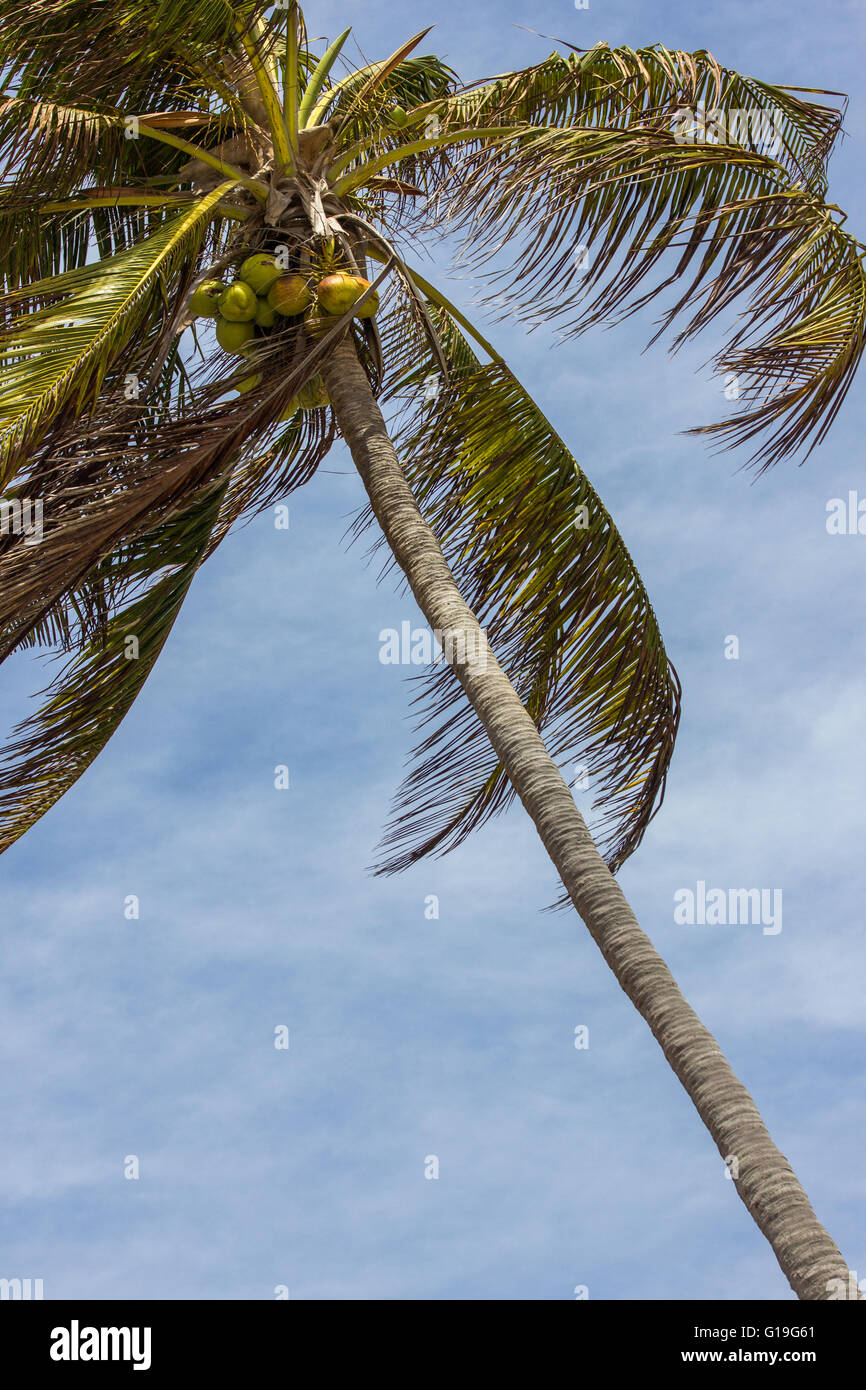 A palm tree waves in the wind at Makunduchi beach, Zanzibar Stock Photo ...