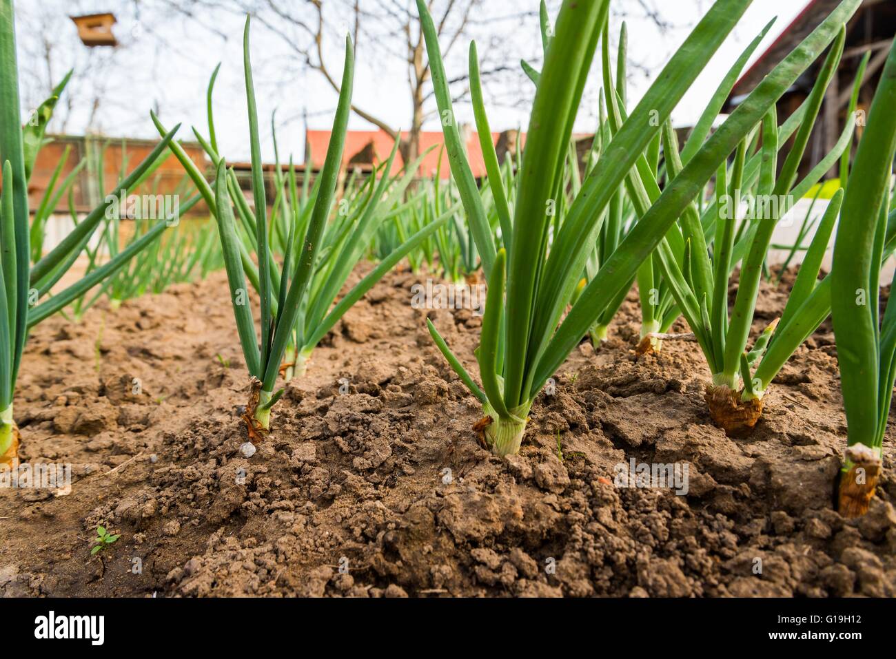 Vegetable garden leaf hi-res stock photography and images - Alamy