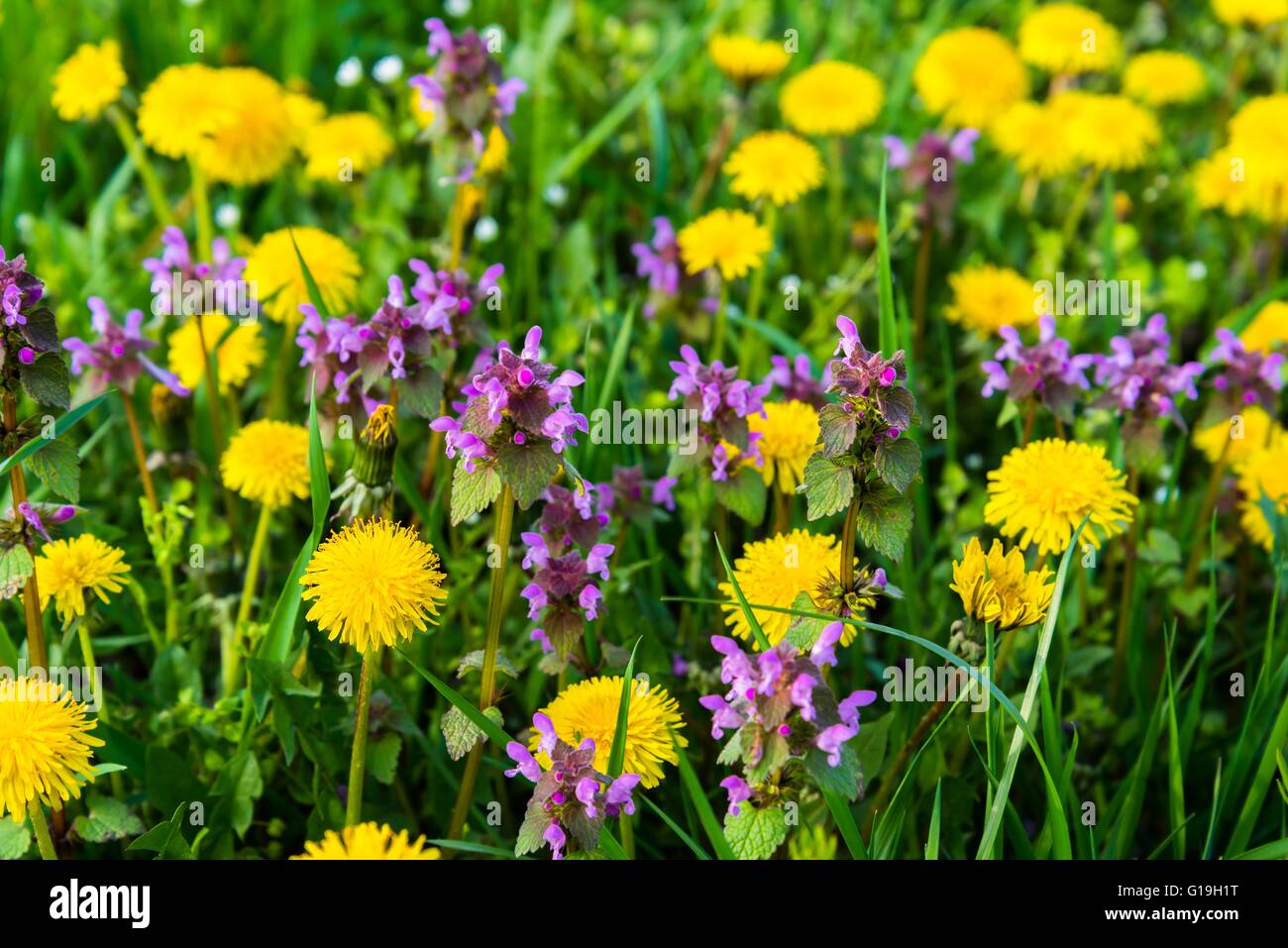 Some Purple Dead Nettle (Lamium purpureum) and yellow dandelion in ...