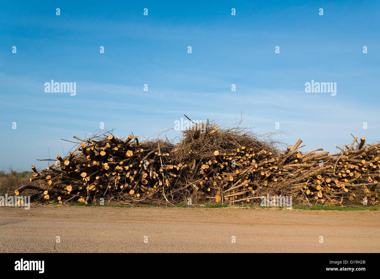Stack of cut trees stacked under blue sky. Pine wood industry. Fallen ...