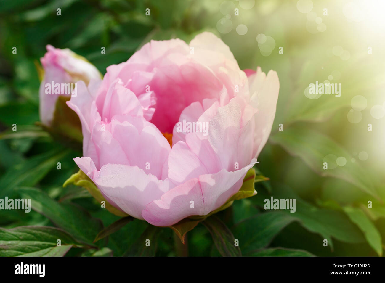 beautiful pink peony Stock Photo - Alamy