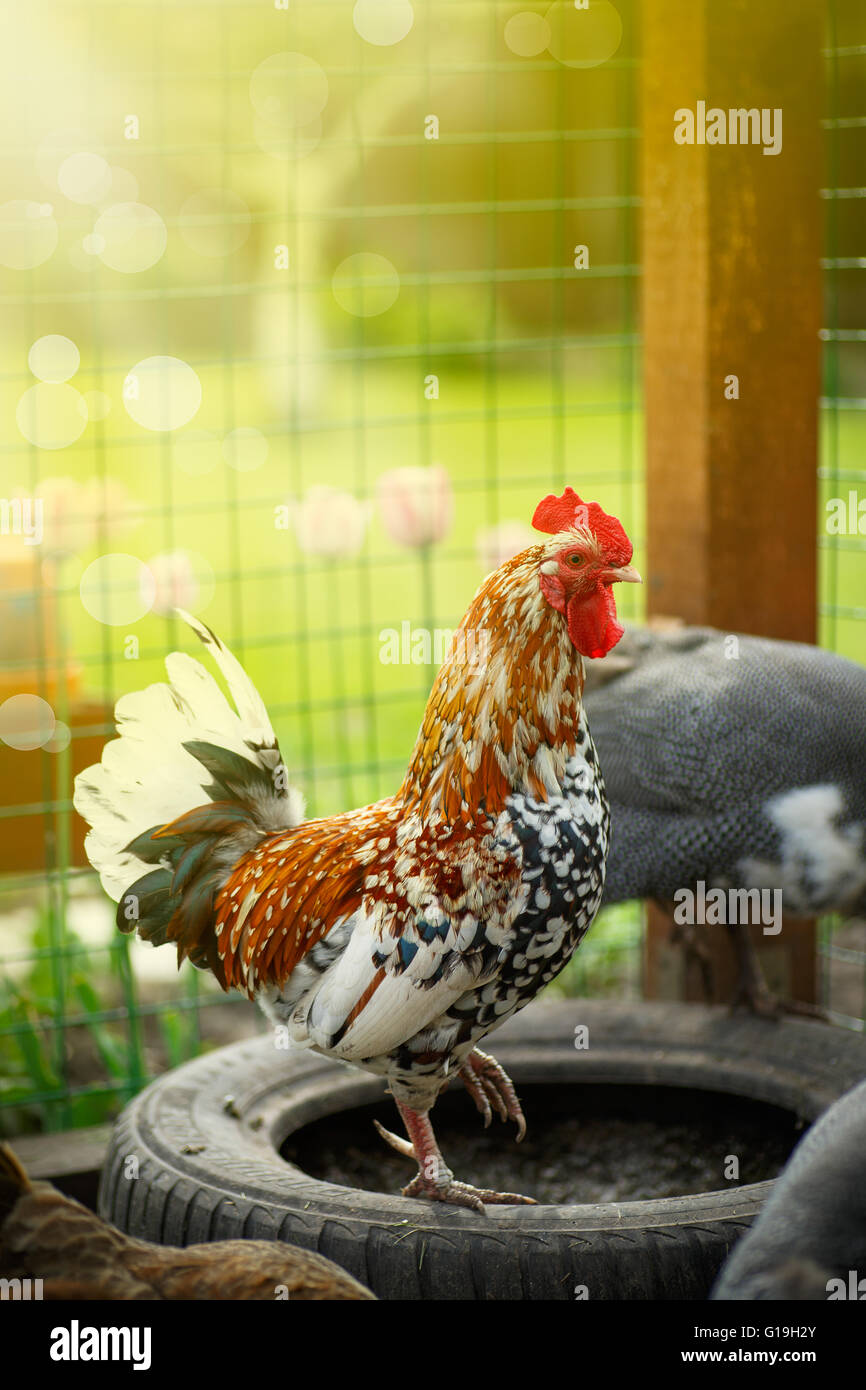 beautiful colored cock Stock Photo - Alamy