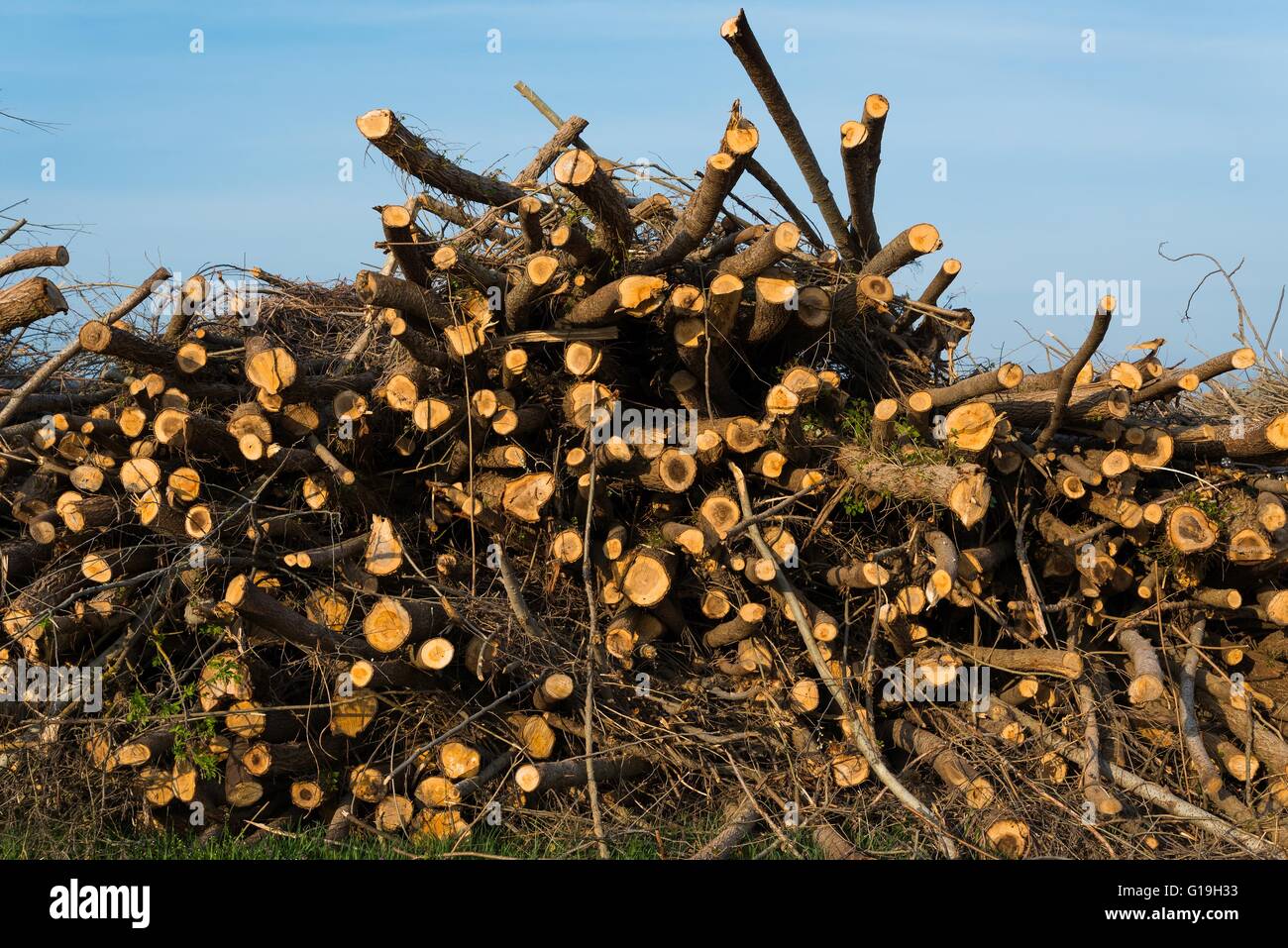 Stack of felled trees. Pine wood industry. Felling and cutting of ...