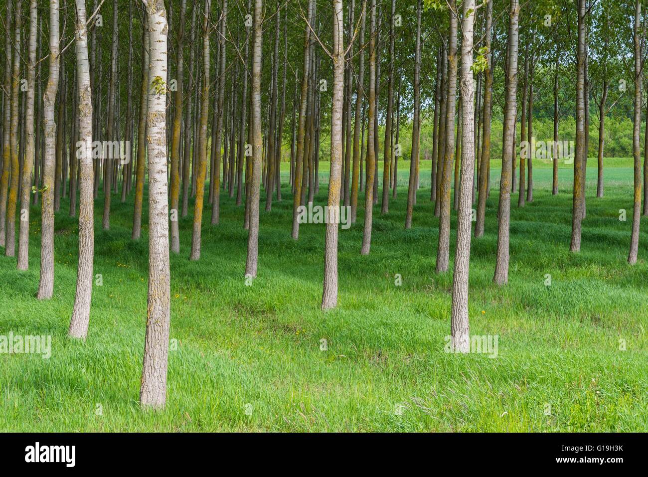 Spring forest scene with high trees. Natural background Stock Photo - Alamy