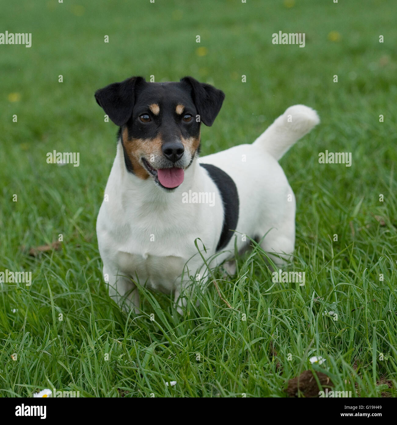 Are Carrots Good For A Sporting Lucas Terrier