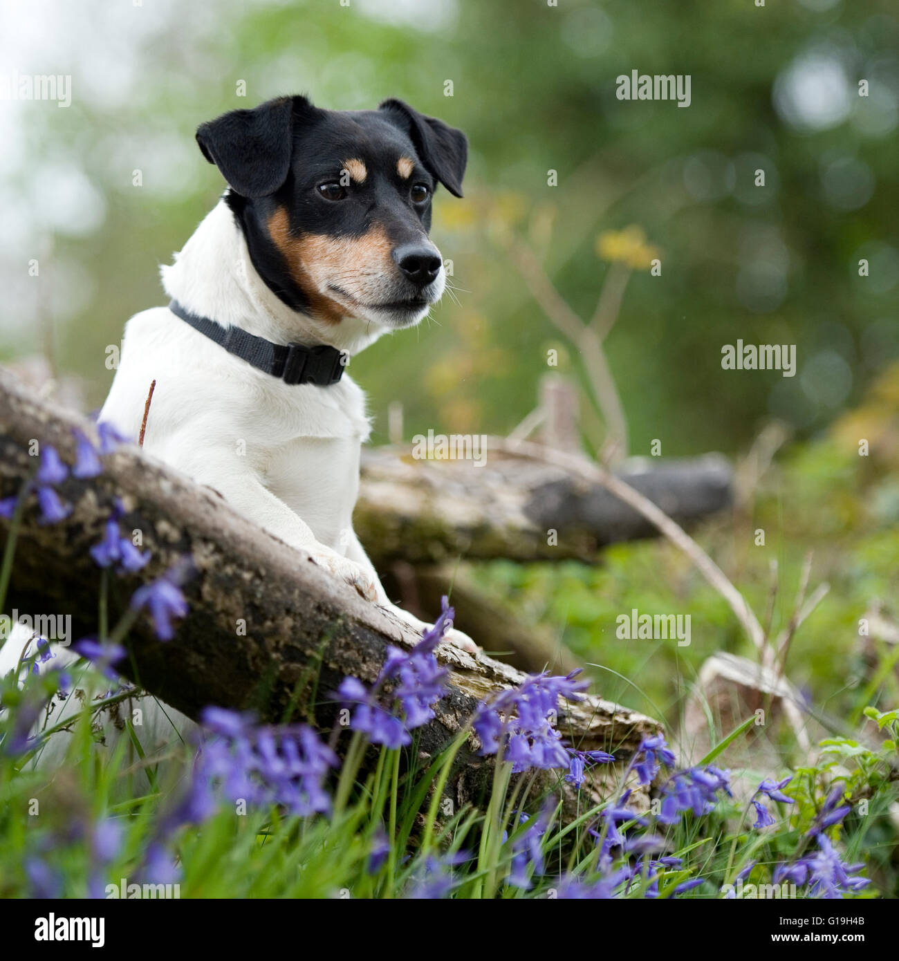 jack russell in bluebells Stock Photo - Alamy