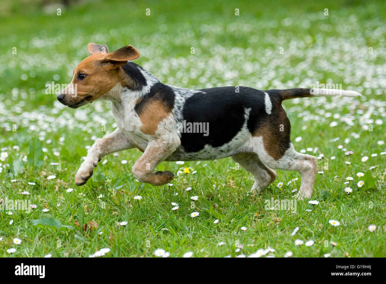 foxhound puppy running Stock Photo - Alamy