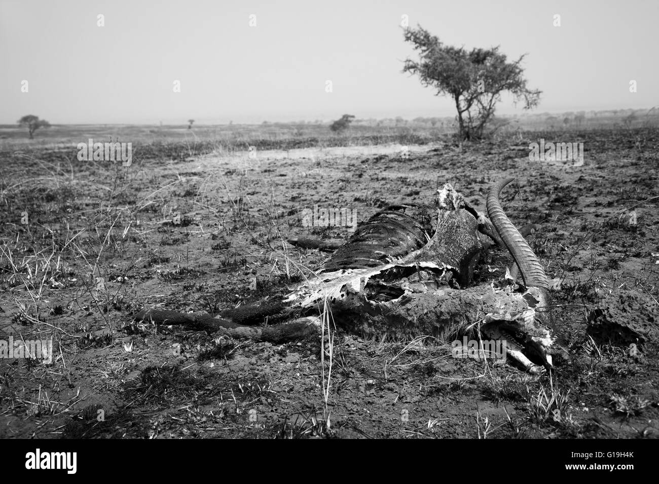 Murchison falls park wildlife Black and White Stock Photos & Images - Alamy