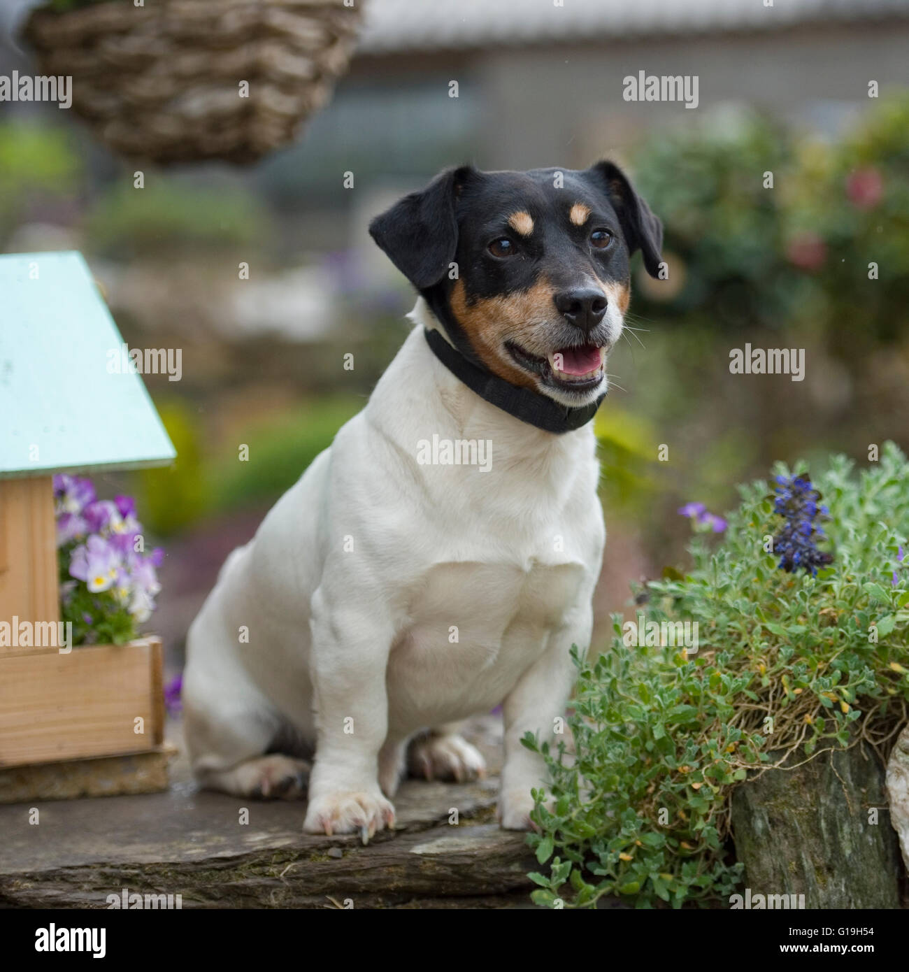 jack russell terrier dog Stock Photo - Alamy