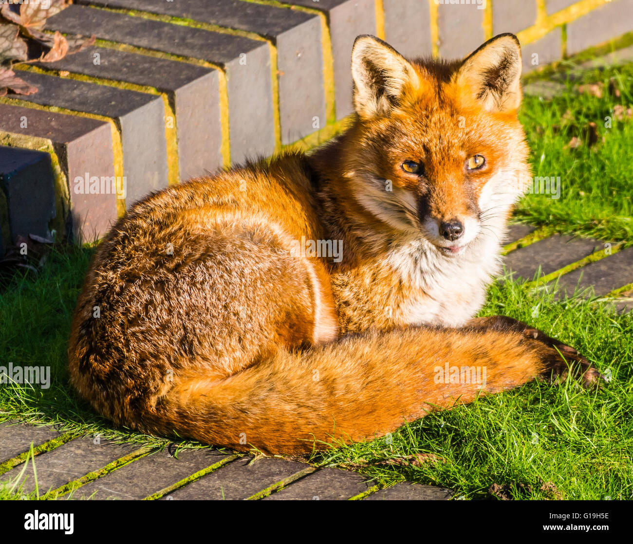 Urabn fox hi-res stock photography and images - Alamy