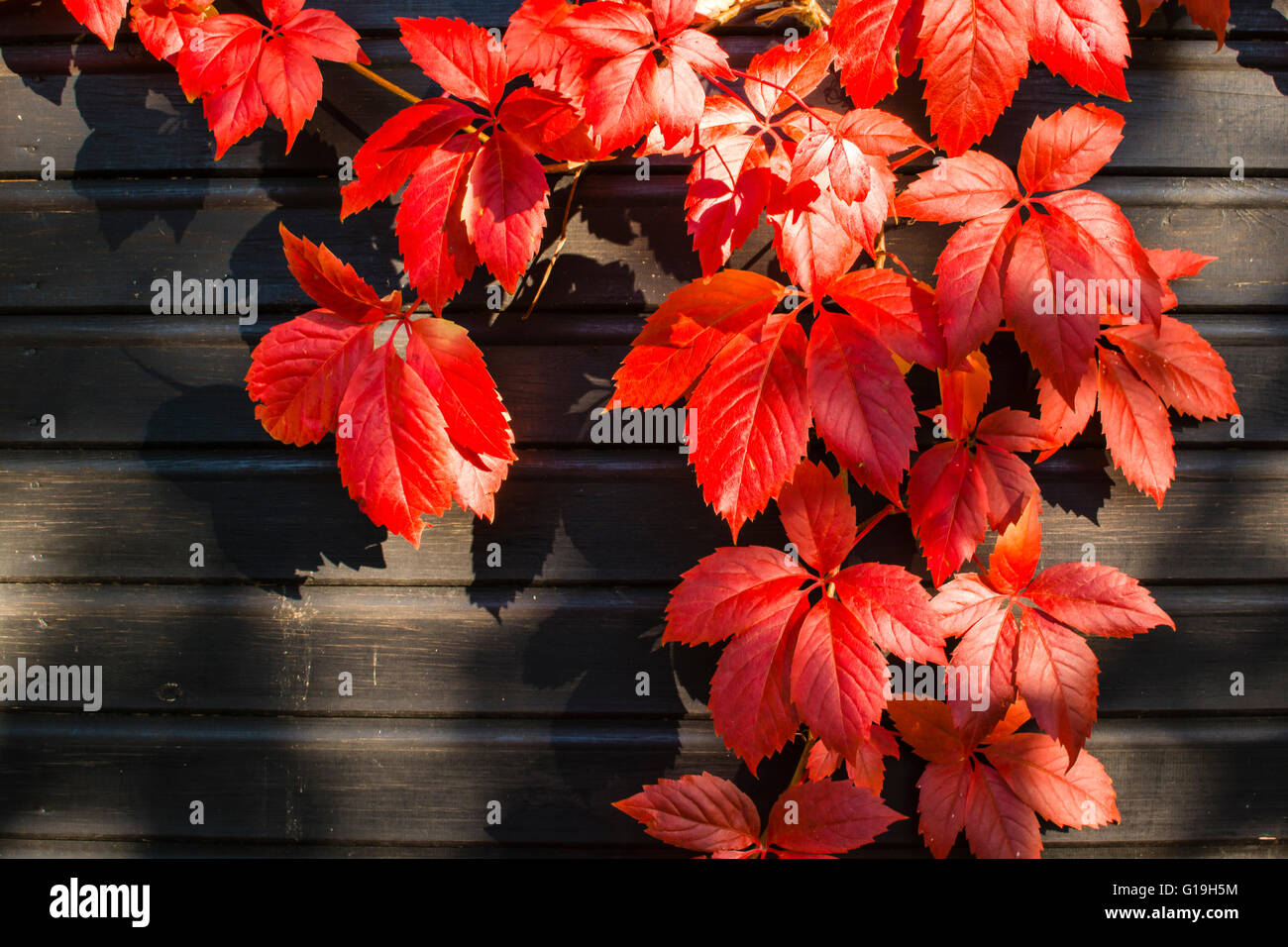 Black shed hi-res stock photography and images - Alamy