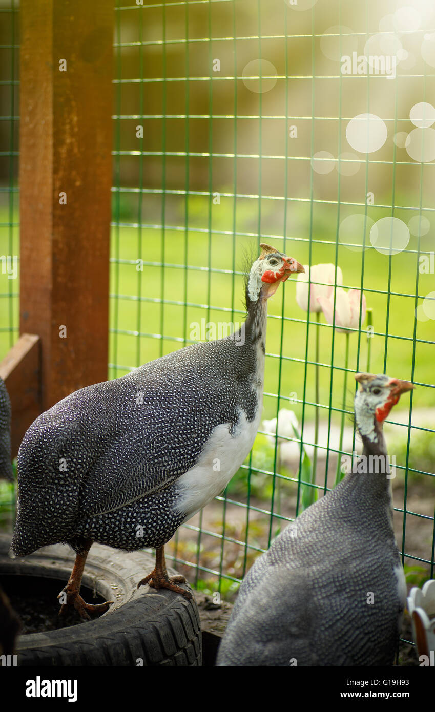 beautiful guinea fowl Stock Photo - Alamy