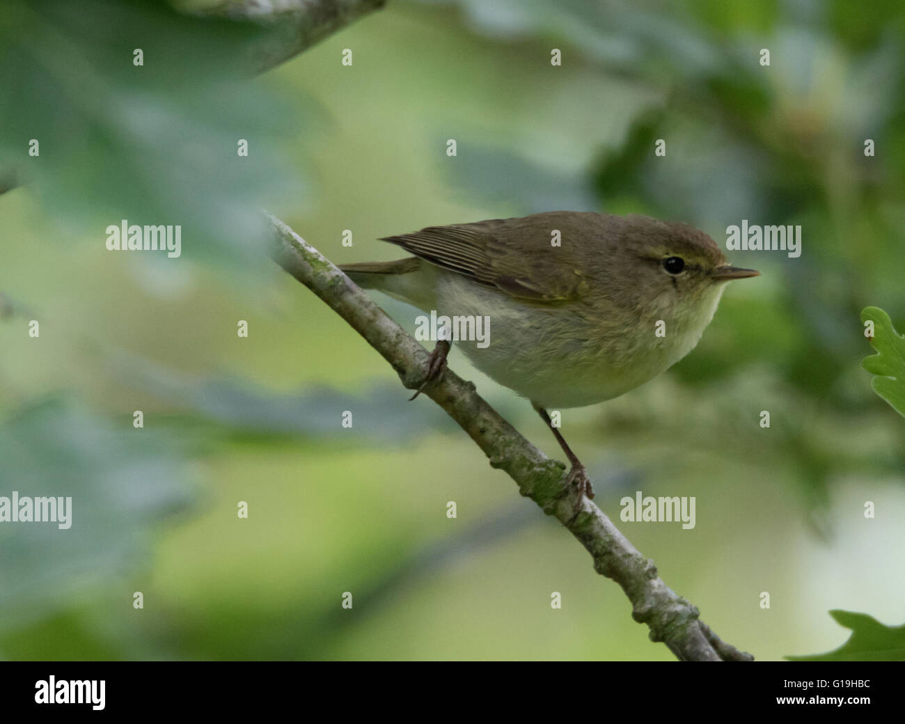 Common chiffchaff hi-res stock photography and images - Alamy