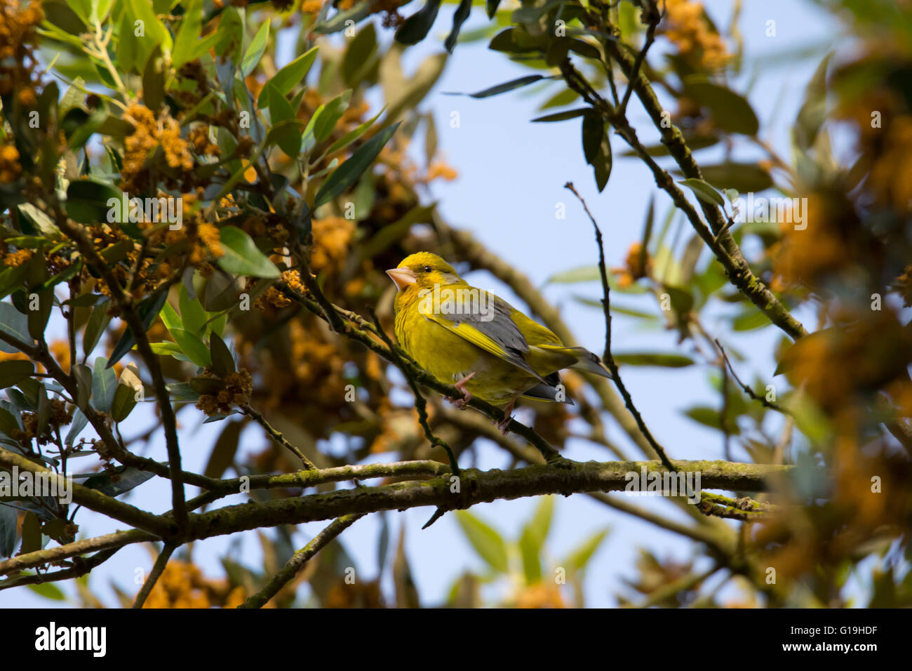 Chloris chloris adult hi-res stock photography and images - Alamy