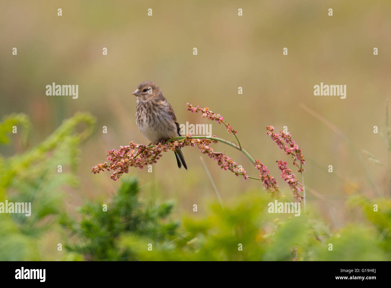 Linnet (Juvenile) (Carduelis cannabina Stock Photo - Alamy