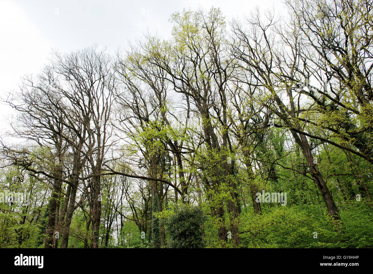 High trees in early spring Stock Photo - Alamy