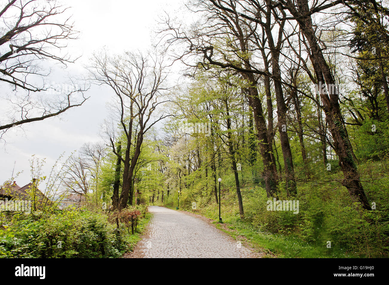 Road through landscape with fresh green trees in early spring on cloudy ...