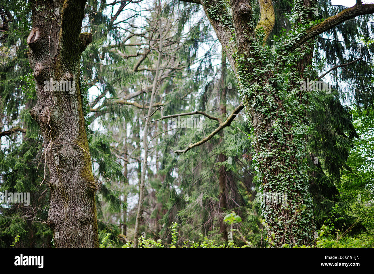 Vegetation vines on tree at forest Transcarpathia Stock Photo - Alamy