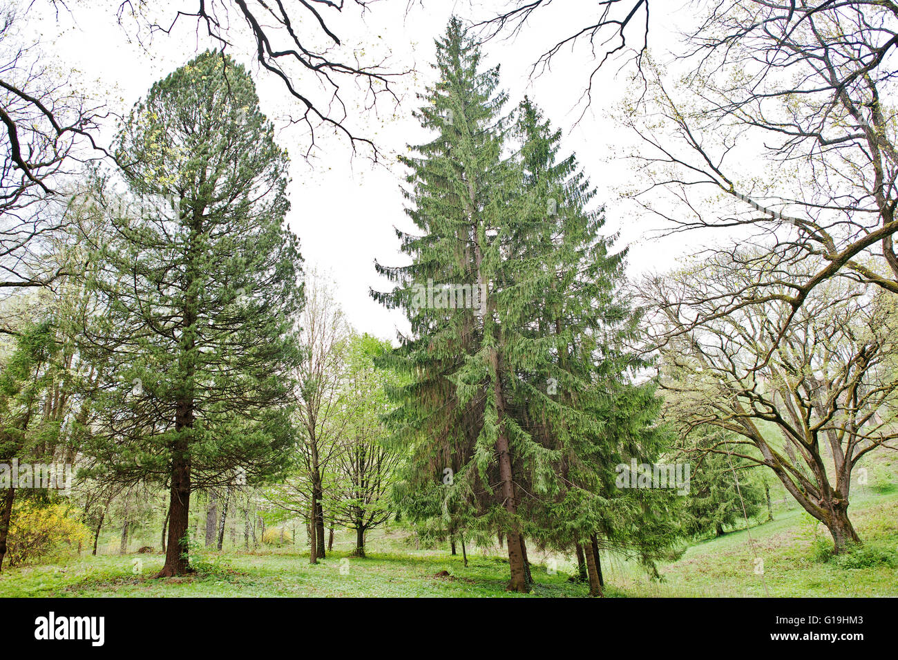 Tall spruce and pine trees on forest Transcarpathia Stock Photo - Alamy