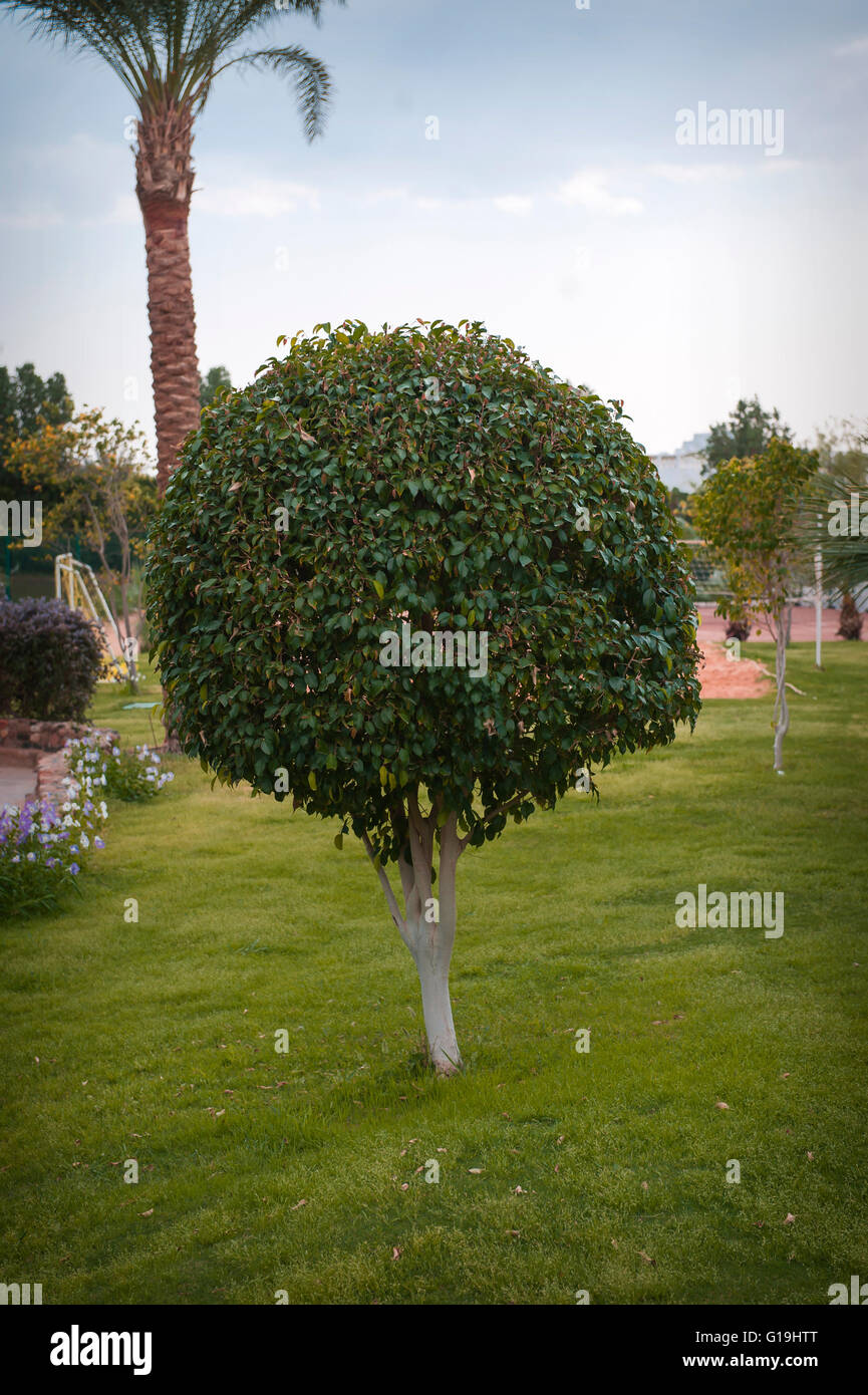 tree in the park Stock Photo - Alamy