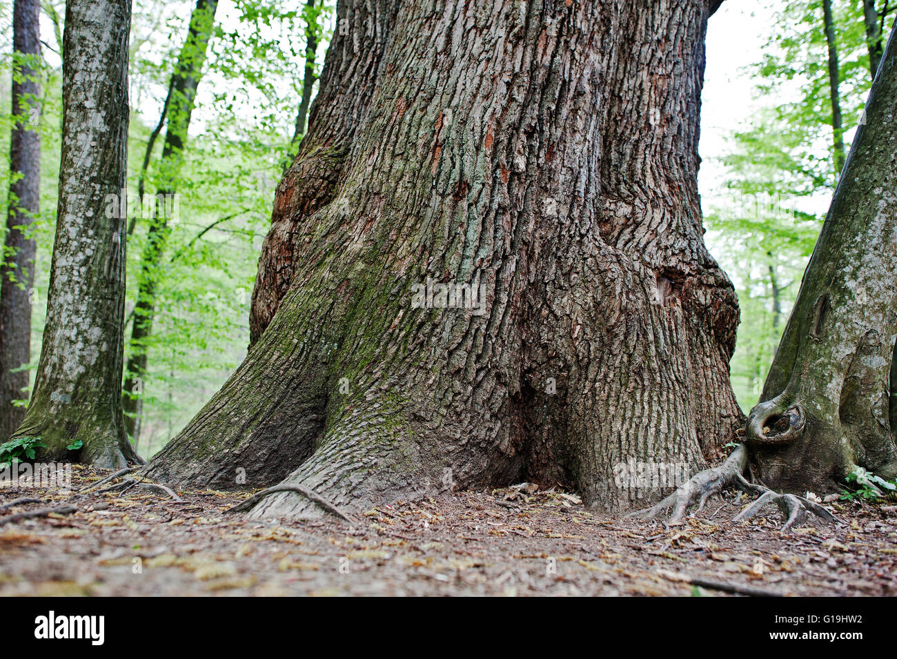 Rough tree trunk on forest Stock Photo - Alamy