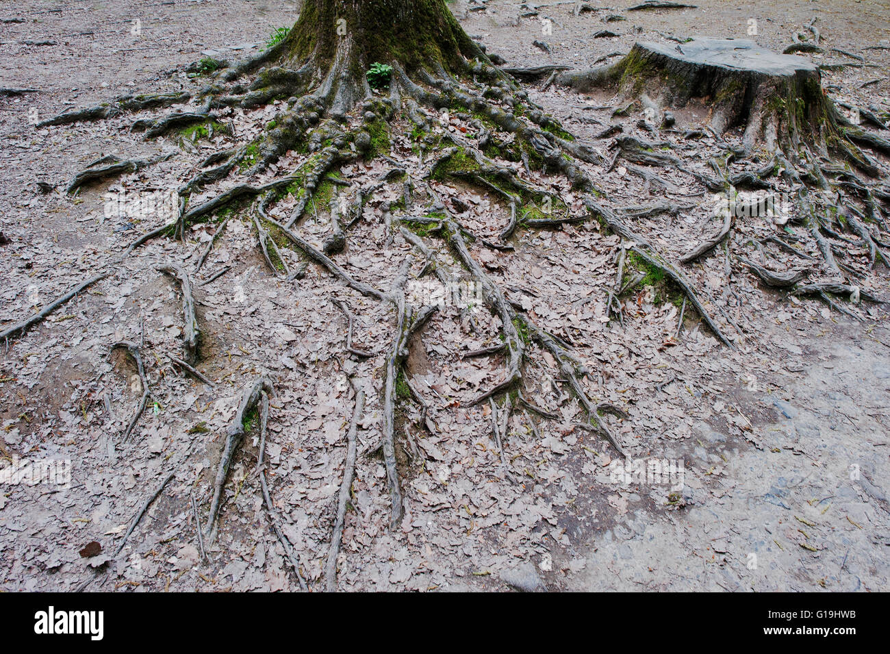 Extensive roots on forest Stock Photo - Alamy