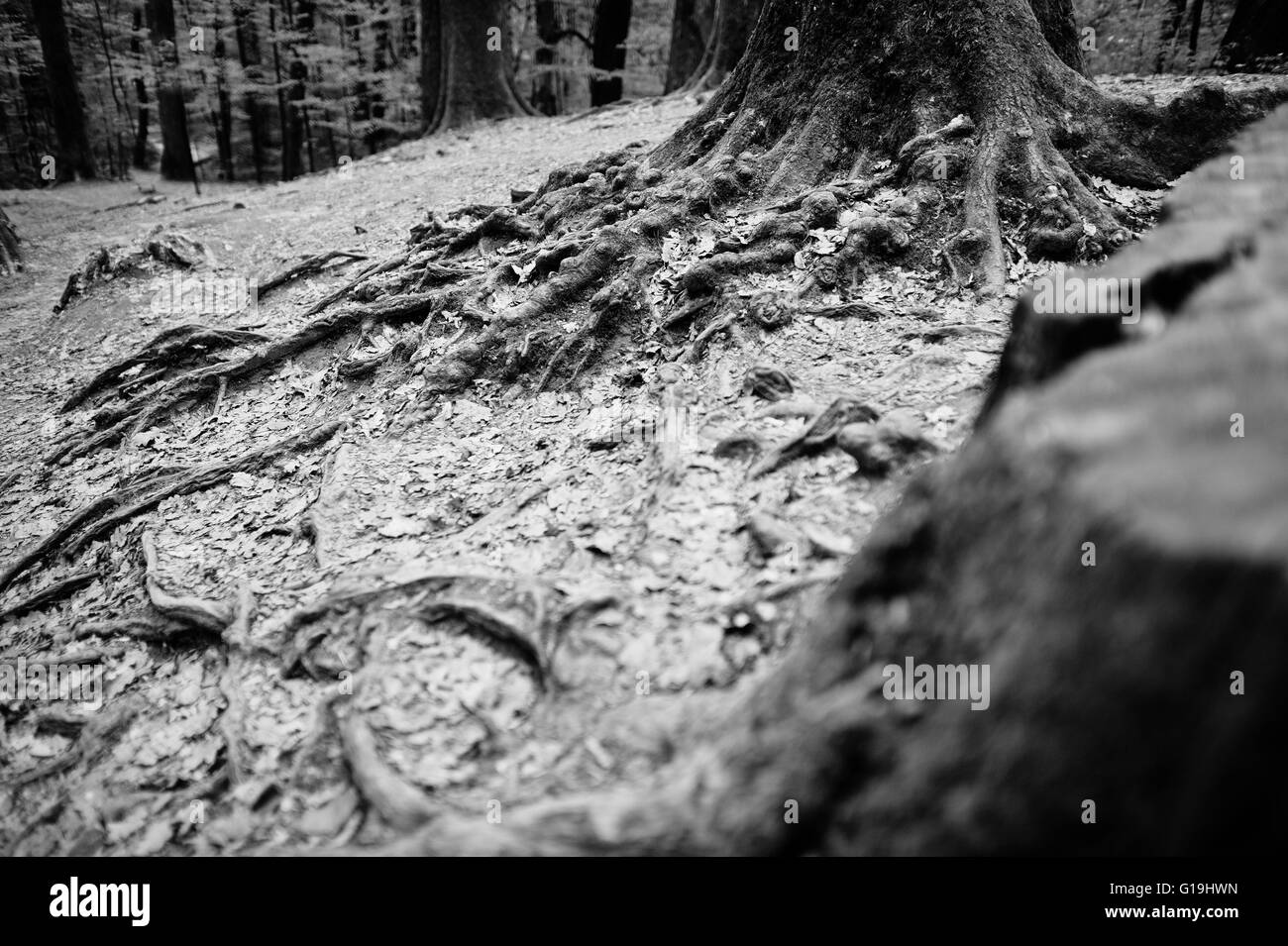 Big leaf vertical Black and White Stock Photos & Images - Alamy
