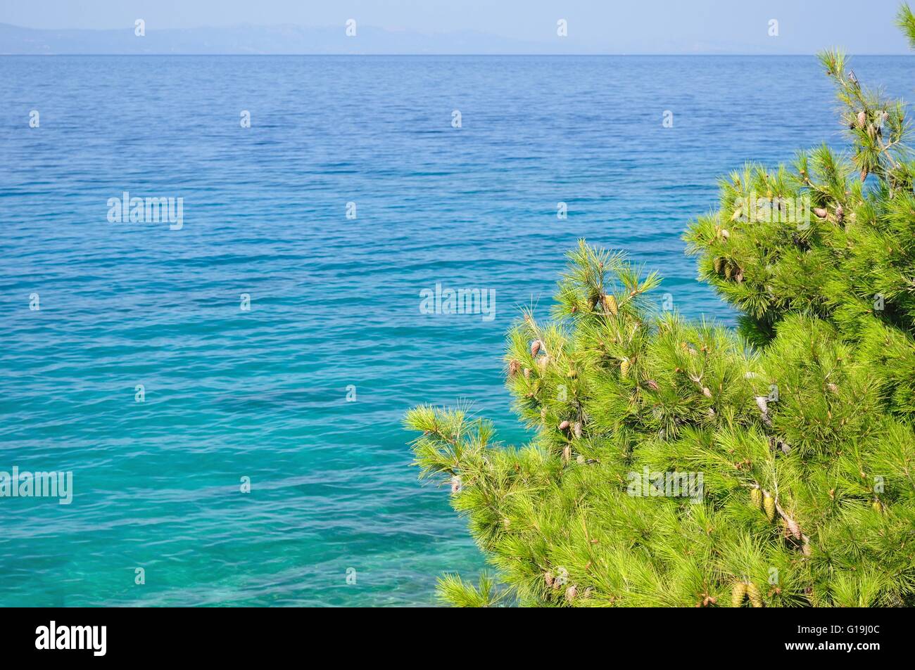 Natural background with sea and tree. Space on left side Stock Photo ...
