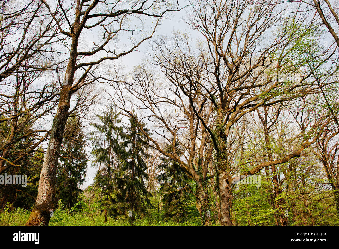 Beautiful nature in the misty spring forest with sun rays Stock Photo ...