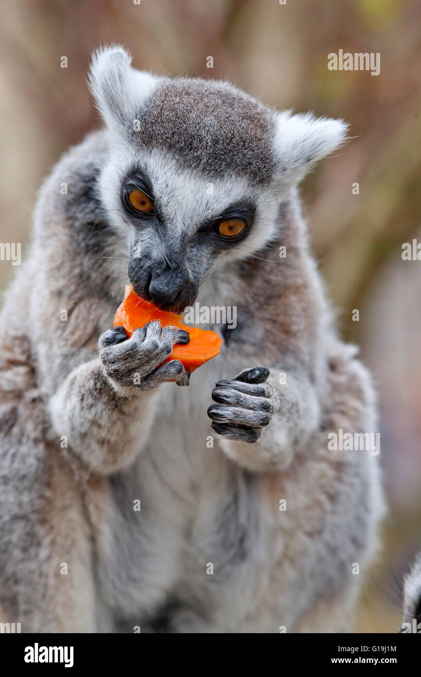 A single Ring Tailed Lemur eating some fruit Stock Photo - Alamy