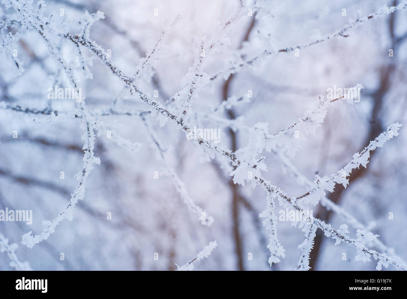 Photo of frozen fir tree background, branches of evergreen tree Stock ...